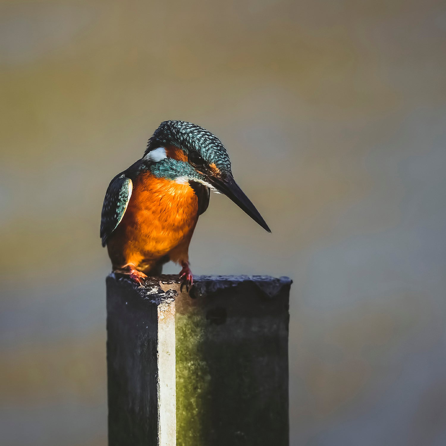 All Wildlife | Matt Hardy Photography | Commercial Photography & High ...